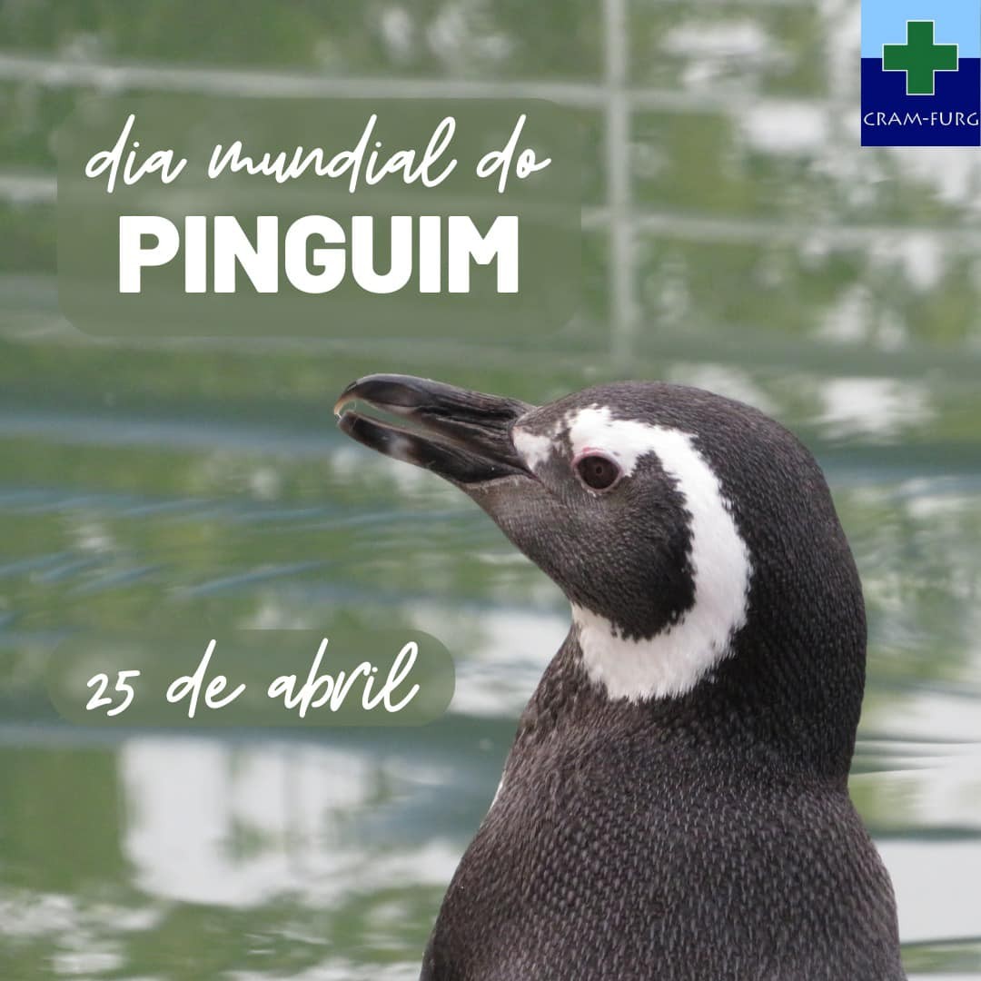 Dia Mundial do Pinguim: veja as espécies que já foram reabilitadas no ...